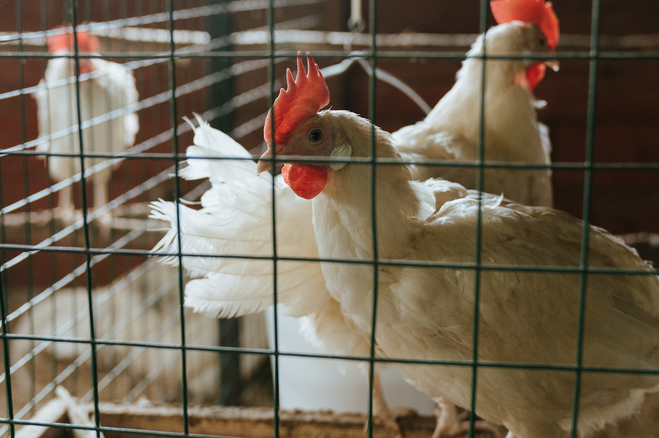 Pourquoi les élevages font partie des plus grands éléments pollueurs de ...